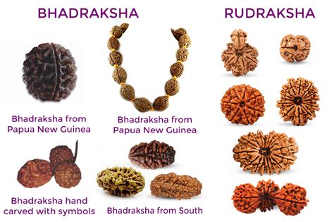 Bhadraksha And Rudraksha Know Difference Between Rudraksha And Bhadraksha
