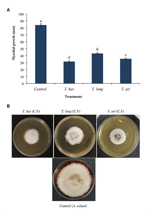 A In Vitro Effect Of Trichoderma Culture Filtrates Cfs On The