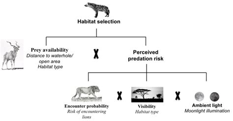 Factors Influencing Habitat Selection In Hyaenas In Bold And