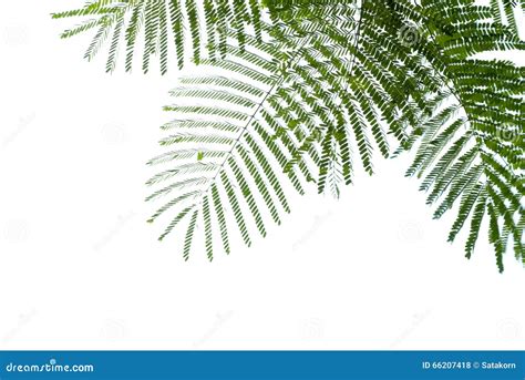 Flame Tree Leaf Stock Photo Image Of Tree Pinnate Deciduous