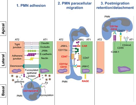 Transpithelial Migration Of Neutrophils Into The Airspace The
