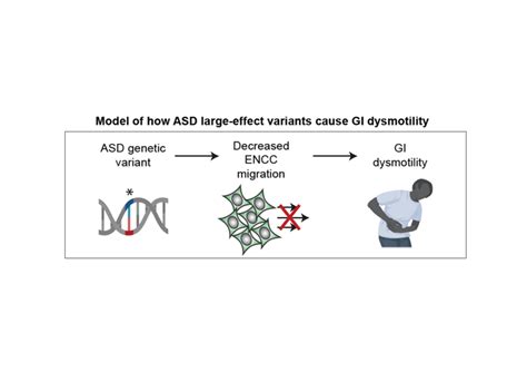 Autism Gene Variants Disrupt Enteric Neuron Migration And Cause Gastrointestinal Dysmotility