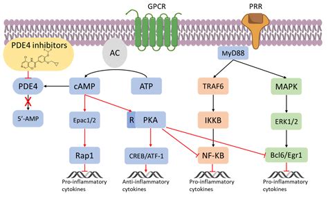 An Overview Of Pde4 Inhibitors In Clinical Trials 2010 To Early 2022