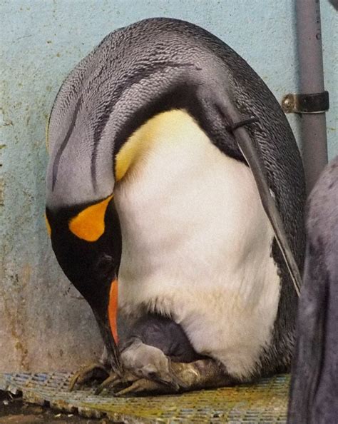 King Penguin Egg Hatching King Penguin Egg Hatching