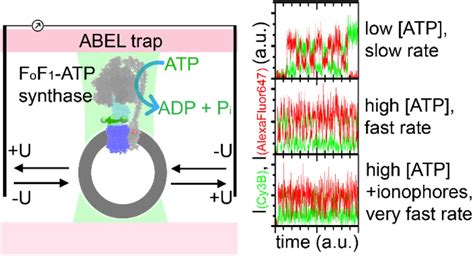 Fast Atp Dependent Subunit Rotation In Reconstituted Fof1 Atp Synthase Trapped In Solution Biorxiv