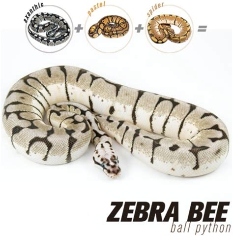 Fuck Yeah Ball Python Morphs Photo