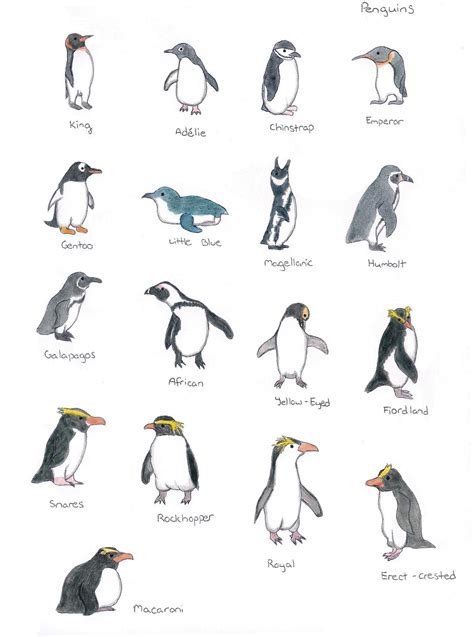 Life Of Penguins Penguin Species And Taxonomy