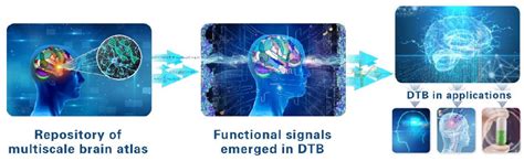 Digital Twin Brain A Bridge Between Biological Intelligence And Artificial Intelligence Paper