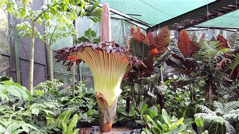‘corpse Flower Thousands In Australia Line Up To See Stinking Plant