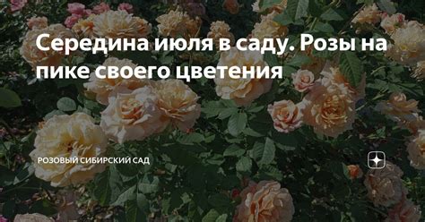 Середина июля в саду. Розы на пике своего цветения | Розовый сибирский ...