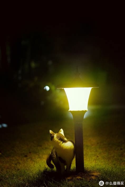 奥林巴斯相机记录下的影像：夜灯下的猫
