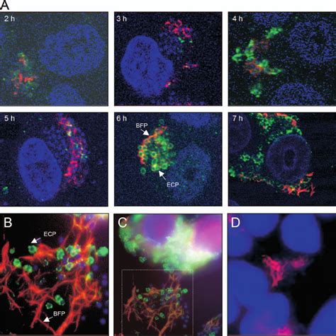 Simultaneous Production Of Ecp And Bfp During Microcolony Formation By Download Scientific