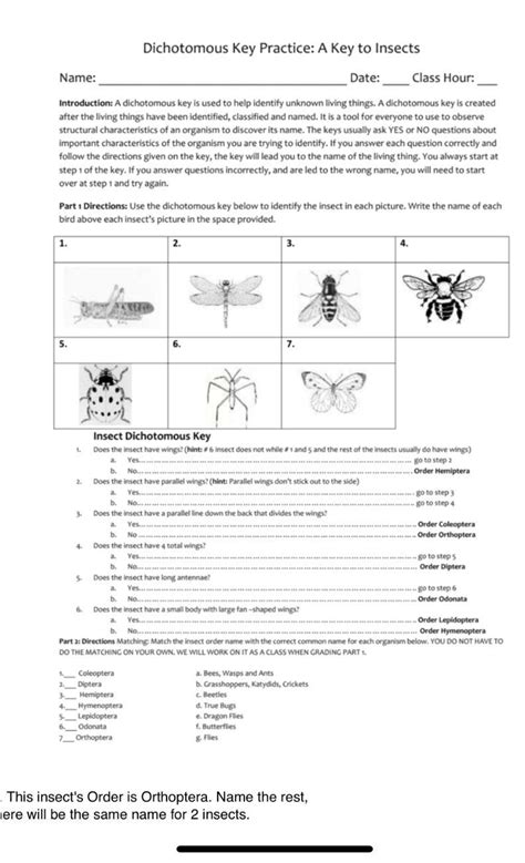 Dichotomous Key Worksheet