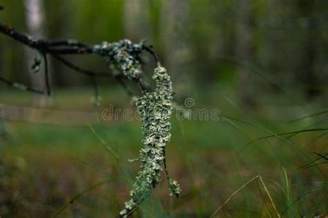 Close Up Of A Tree Branch In The Forest Covered With A Thick Layer Of Lichen The Old Branch Was