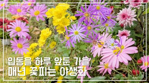 입동을 하루 앞둔 가을 정원 풍경 한번심으면 매년 꽃을 피워주는 가을 야생화 Youtube