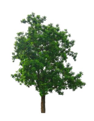 Tree Texture PNGs For Free Download