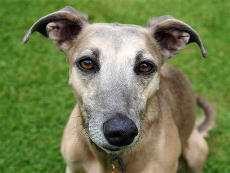 Understanding Cystocentesis In Dogs Best 7 Expert Tips