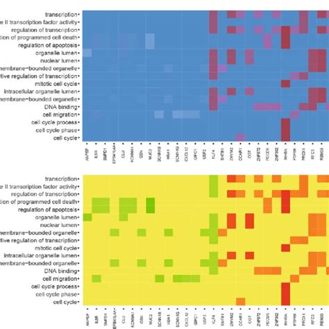 Go Analysis And Gene Enrichment A Heat Map Of Go Analysis Arranged By