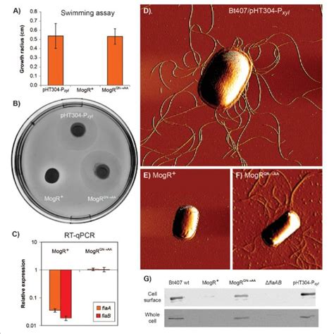Comparison Of Motility Gene Loci In Selected Bacillus Cereus Group Download Scientific