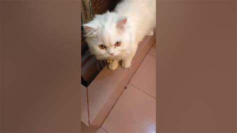 মুয়েজ্জা সব সময় রান্নাঘরের কোনা কানি পছন্দ করে যখন ধরা পড়ে তখন একদম কিচ্ছু বুঝতে পারে না