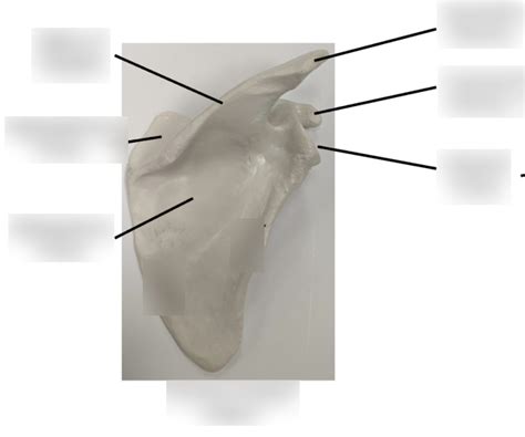 Full Appendicular Skeleton Diagram Quizlet
