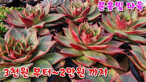 1210판매영상 3천원 부터~2만원 까지 색감 예쁘고 멋진 다육이들 60종~ Youtube