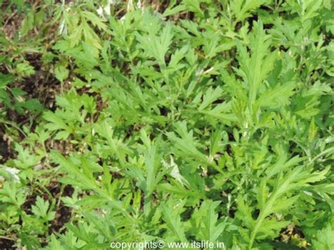 Machi Patram Japanese Mugwort