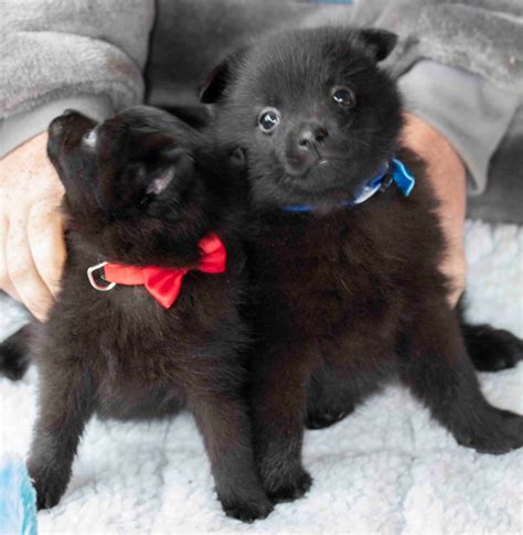 Schipperke Puppies For Sale
