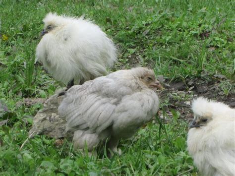 Brahma Grand Isabelle Coco Eco