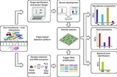2 Illustration On Paper Based Biosensor Platform For Gut Microbiome Download Scientific Diagram