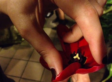 Society Adventures Sex Survival At The Conservatory Of Flowers Atlas Obscura