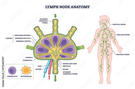 Lymph Node Anatomy Diagram Shows Structure And Lymph Flow Highlighting