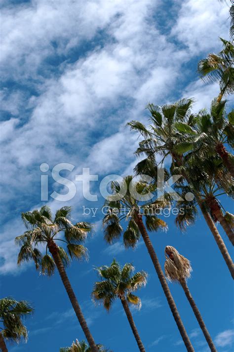 감자 칩의 클로즈업 흰색 배경에 고립 스톡 사진 Freeimages