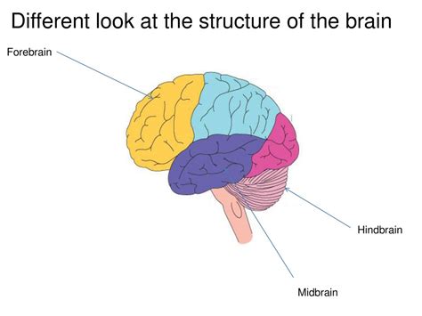 The Brain Ppt Download
