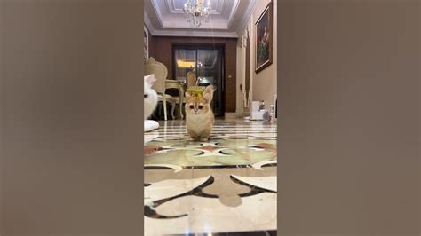 吾喵万岁万岁万万岁皇咪驾到 Youtube