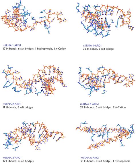 Detailed Interaction Of The Docked Complexes Mirnas Are Shown In Blue