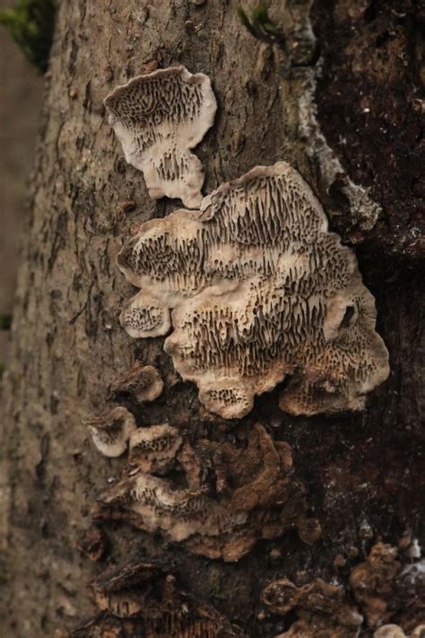 Polyporaceae Bracket Fungi Humboldt Life Lost Coast Outpost