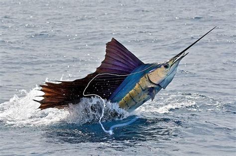 Incredible Colors Of Sail Fish