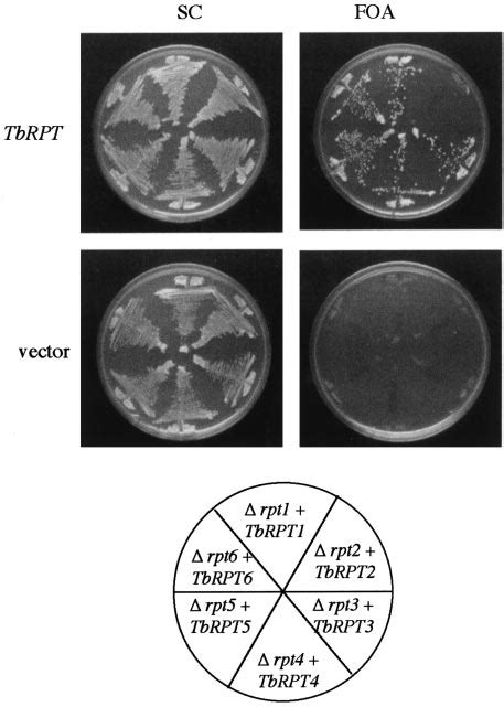 Functional Complementation Of Yeast Rpt Deletion Mutants By T Brucei Download Scientific
