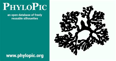 Dendrogaster Dichotoma Cc0 1 0 Phylopic