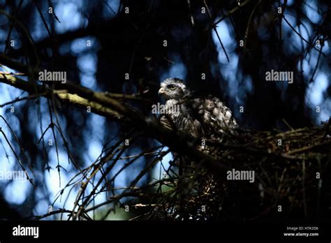 Sparrowhawk Accipiter Nisus Chick In Its Nest Hidden In A Spruce Tree Sitting In