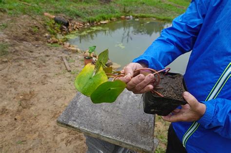 시골 지역의 연못 근처에서 하트 모양의 잎과 긴 줄기가 있는 화분에 심은 수련을 들고 있는 사람 수련속에 대한 스톡 사진 및 기타 이미지 Istock