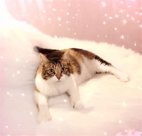 Declawed Cats In Need Of Homes Update She Has Been Adopted 💗