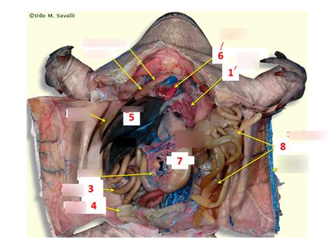 Frog Disection Diagram Quizlet