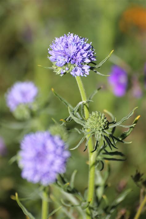 Gilia Capitata Blue Field Gilia Seed Neels Nursery