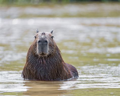 Capybara Meet The Worlds Largest Rodent