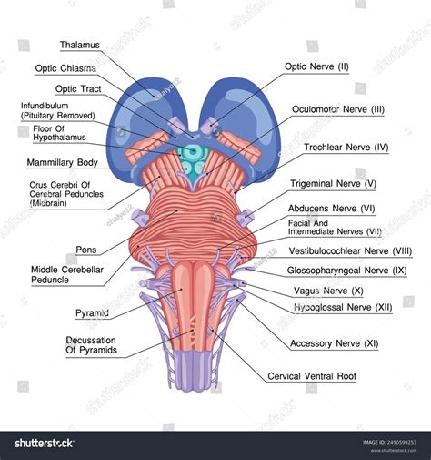 Anatomical Structure Brainstem Labeled Education Vector Stock Vector