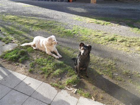 Abby 012 By Thomas Trinian On Deviantart