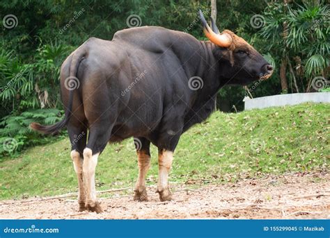 Gaur Imagem De Stock Imagem De Gado Bisonte Pasto 155299045