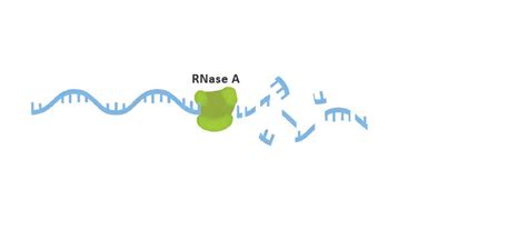Rnase Solution Dnase Free 20mg Ml Gendepot